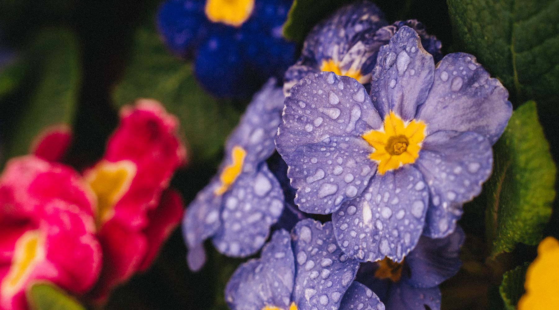 February Birth Flowers: Fun Facts You Never Knew - MY FLOWERS